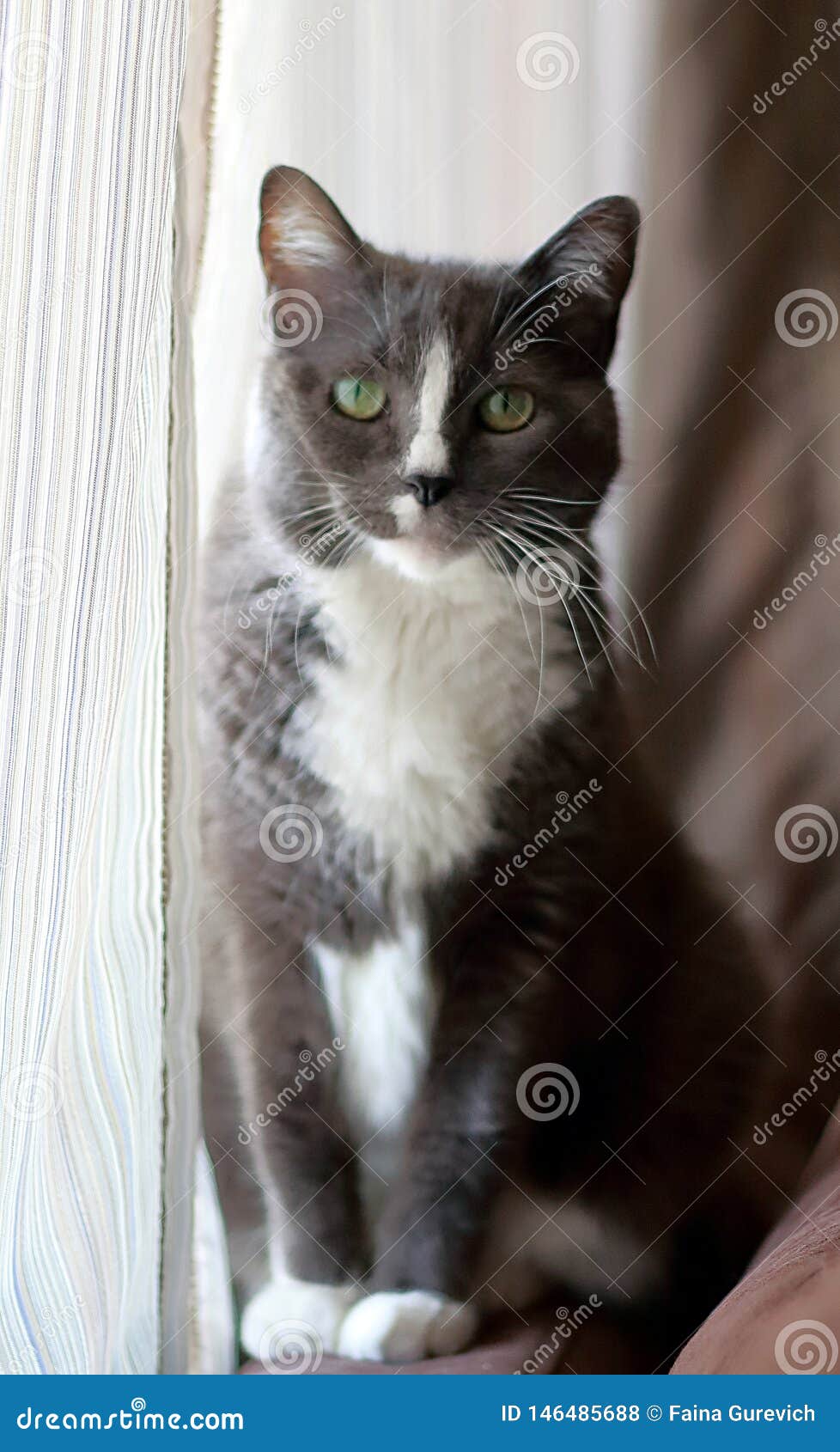 Gray sad cat stock photo. Image of ears, moustache, couch - 146485688