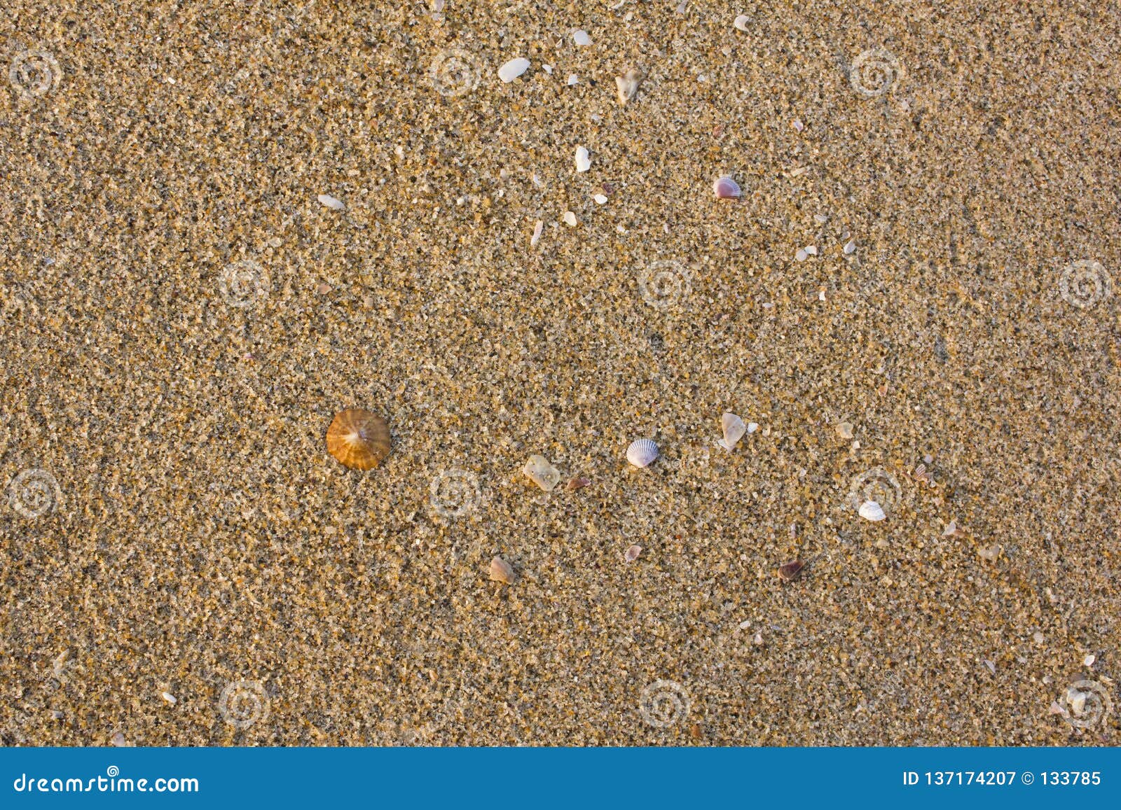 A Gray Sand Closeup with Shells. Natural Surface Texture Stock Image ...