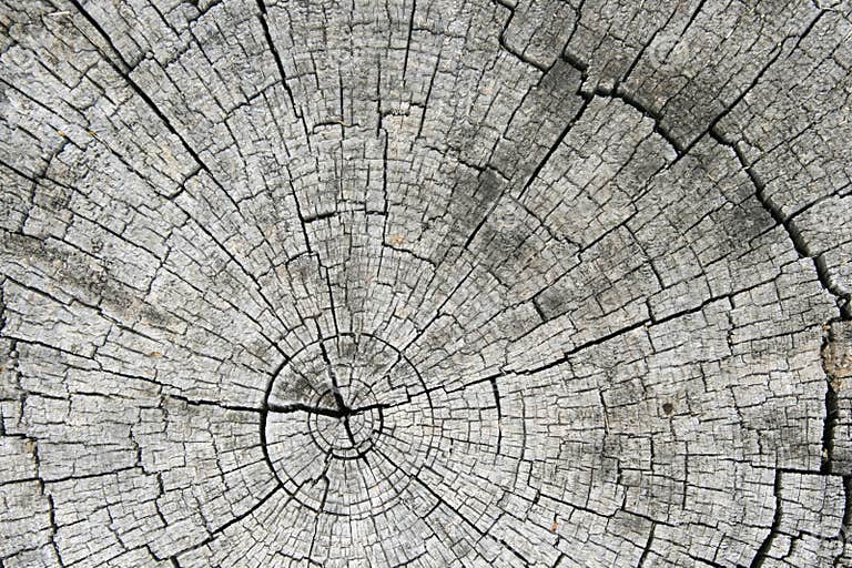 Gray sawed log end stock photo. Image of macro, wooden - 10900178