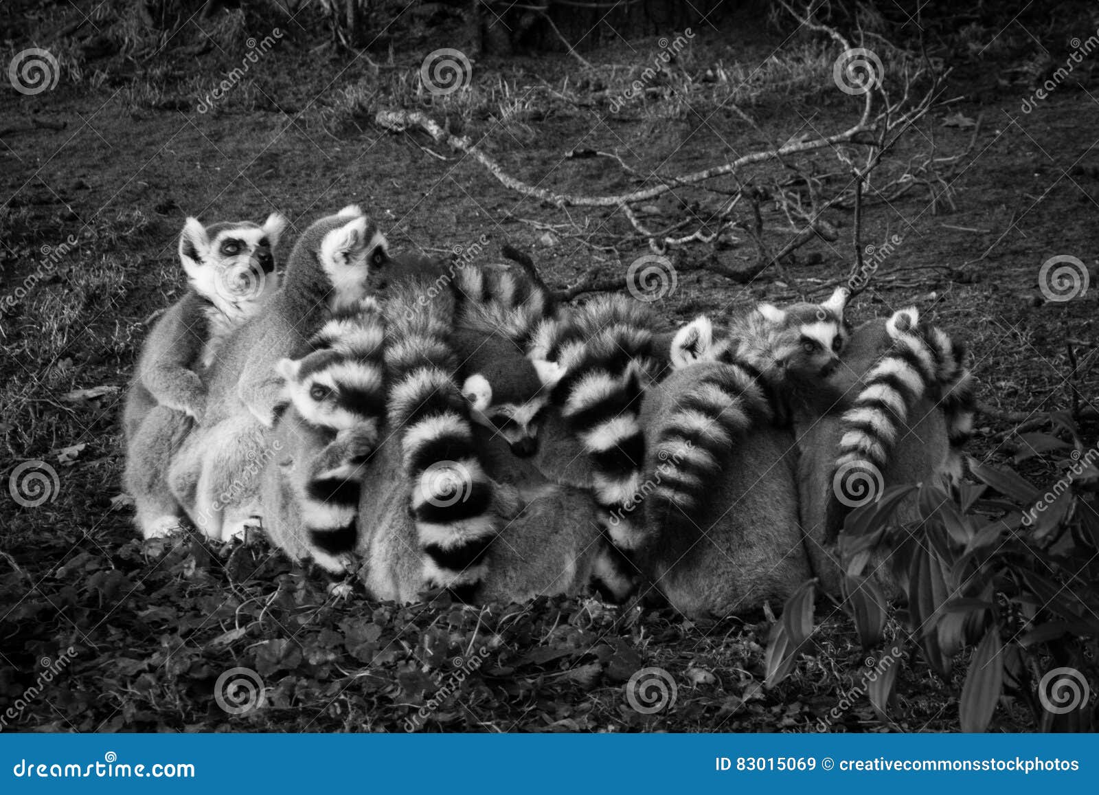 Gray Scale Of Lemur Picture. Image: 83015069