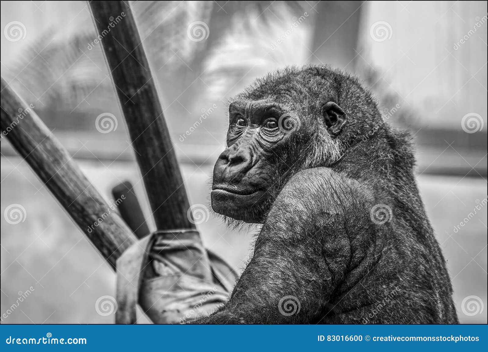 Gray Scale Photo Of Black Ape Picture. Image: 83016600