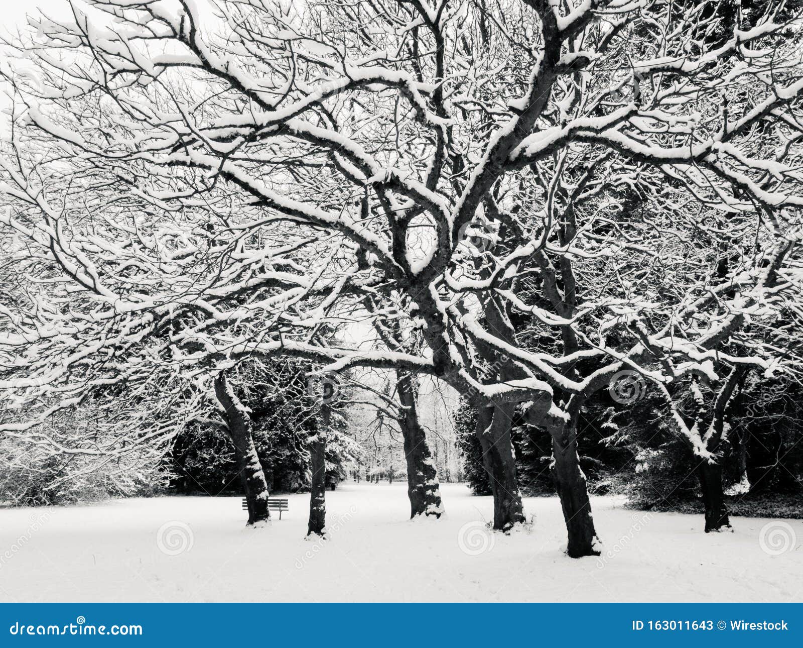 Gray Scale Shot of the Beautiful Snow Covered Trees on a Field Covered ...