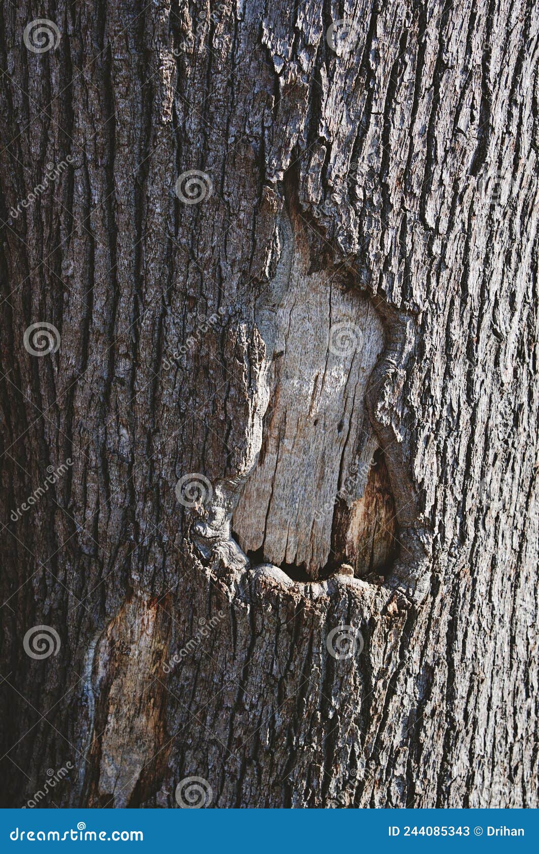 Gray Scaly Sunlit Tree Bark Stock Image - Image of hole, pattern: 244085343