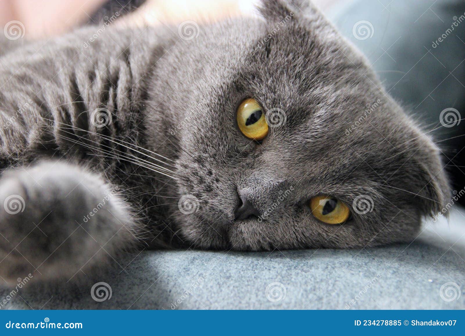 A Gray Scottish Cat On A Background Of A Blue Fishing Net, A Compass, A ...