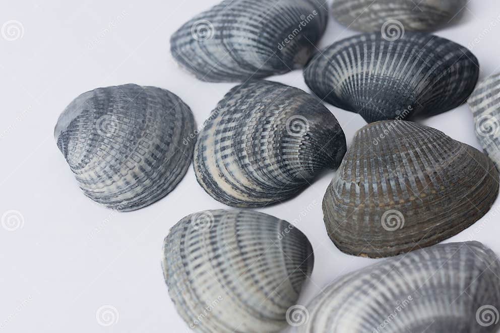 Gray Seashells on White Background Stock Image - Image of table ...