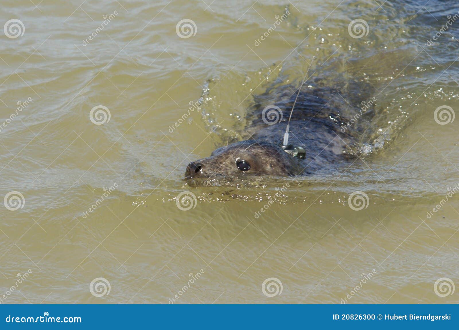 Gray Seal with Tracking Device Stock Photo - Image of seal, gray: 20826300