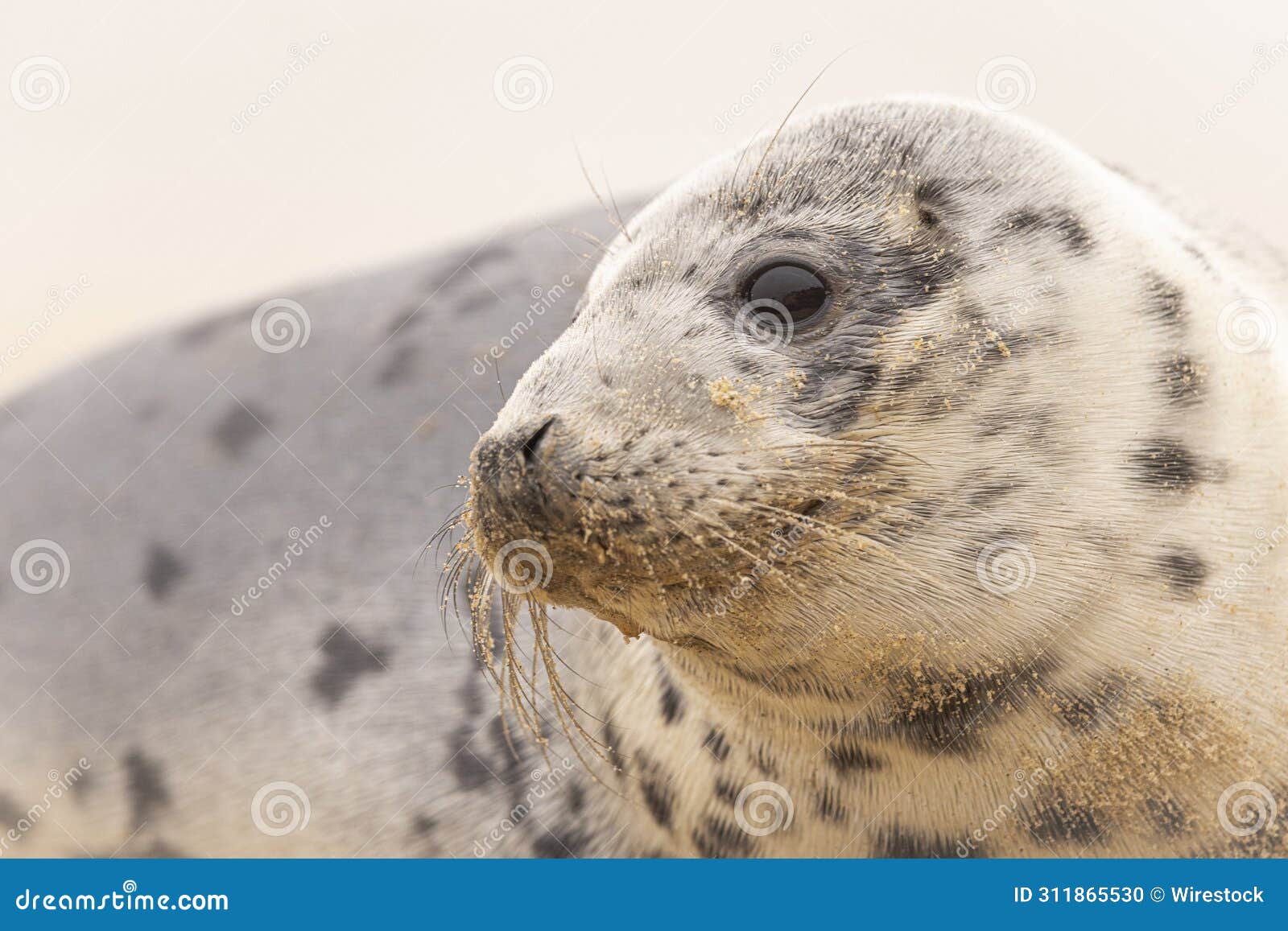 Gray Seal on the Beach Gazes Sideways Stock Photo - Image of water ...