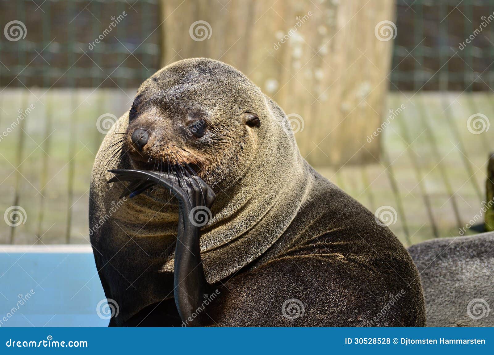 Gray seal stock photo. Image of ocean, atlantic, predator - 30528528