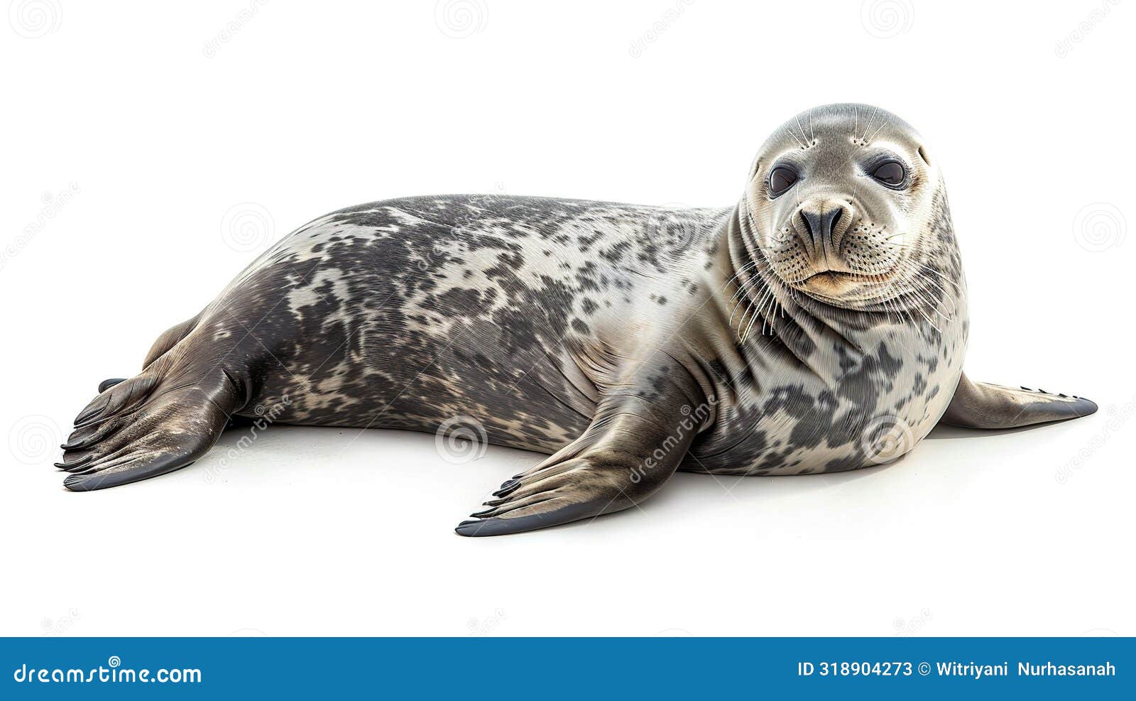 A Seal Pup Sits On The Edge Of A Frozen Lake, Its Eyes Fixed On ...