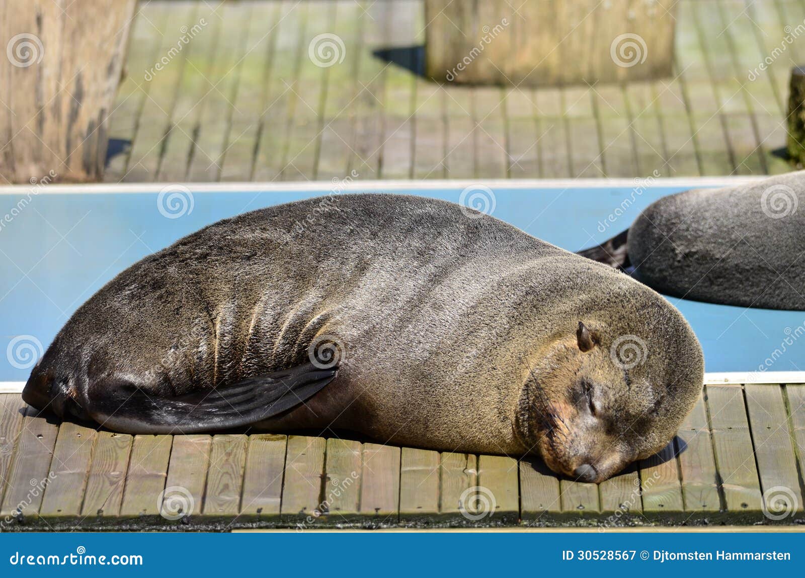 Gray seal sleeping stock image. Image of conical, sand - 30528567