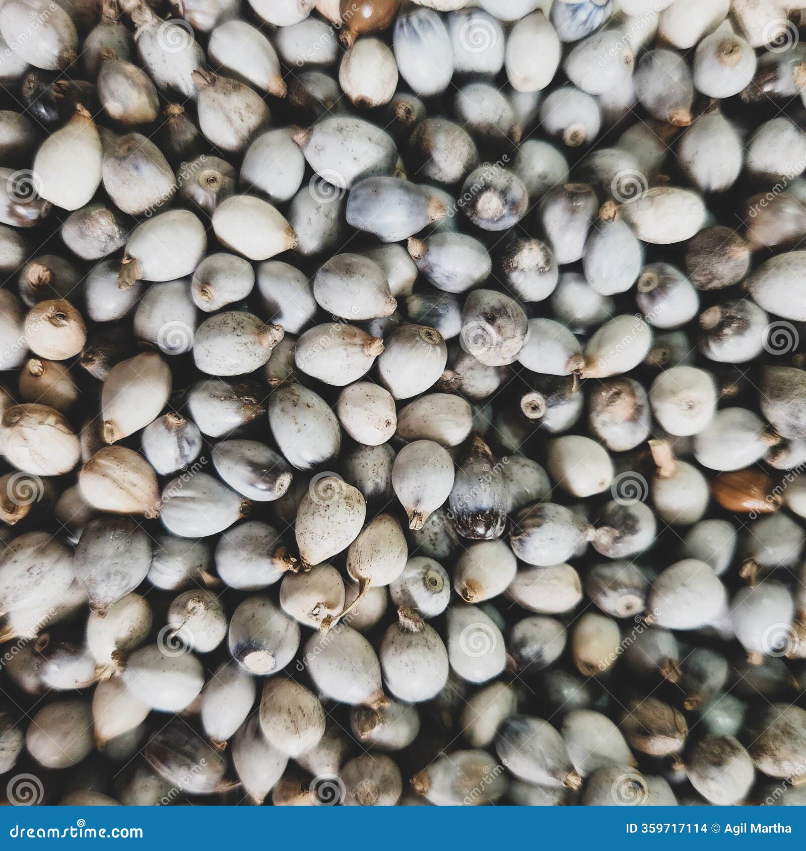 Jali Seeds are Gray in Color Stock Photo - Image of stonewall, brown ...