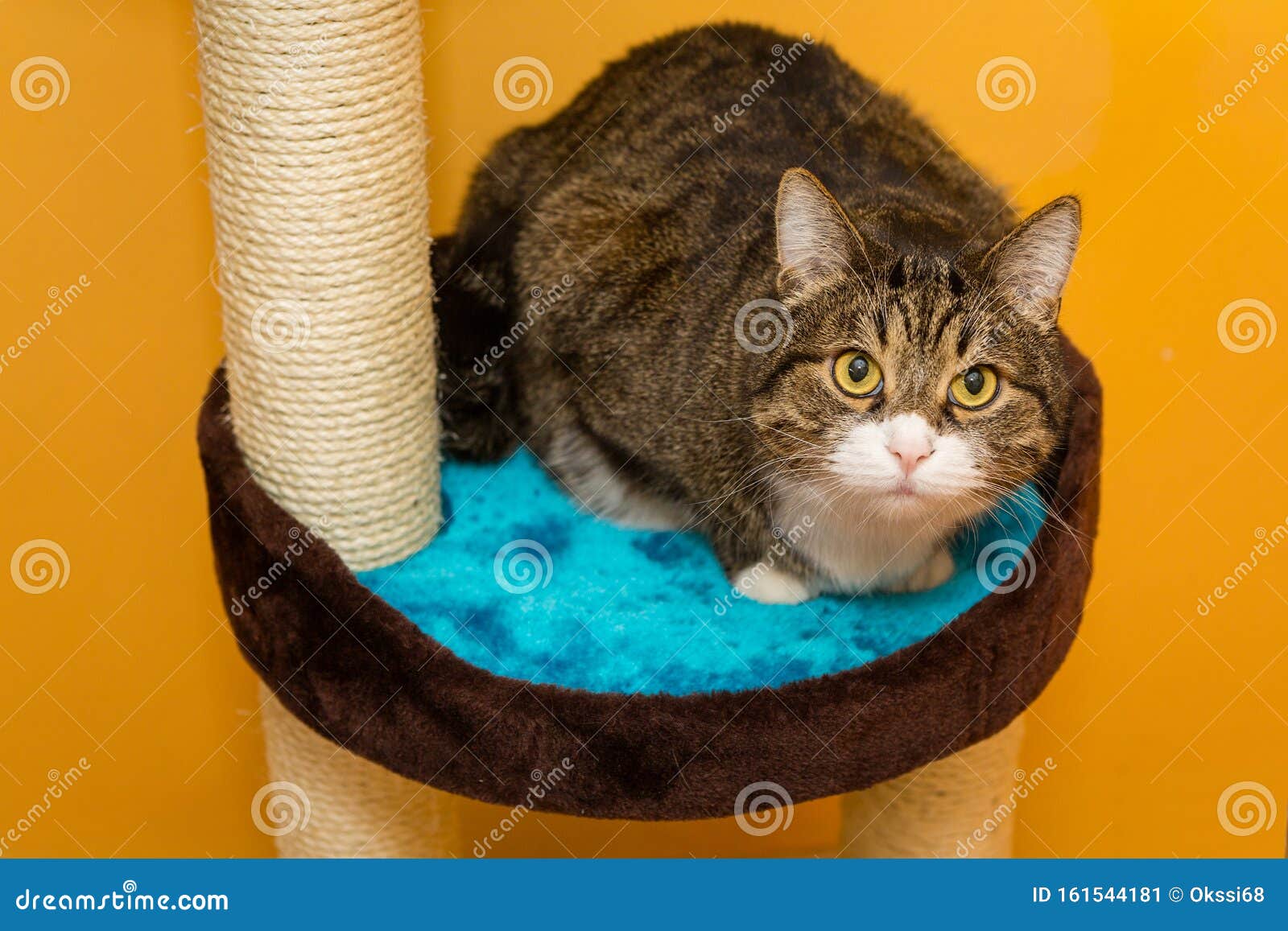 Gray, Serious Cat Sitting on Scratching Posts Stock Image - Image of ...