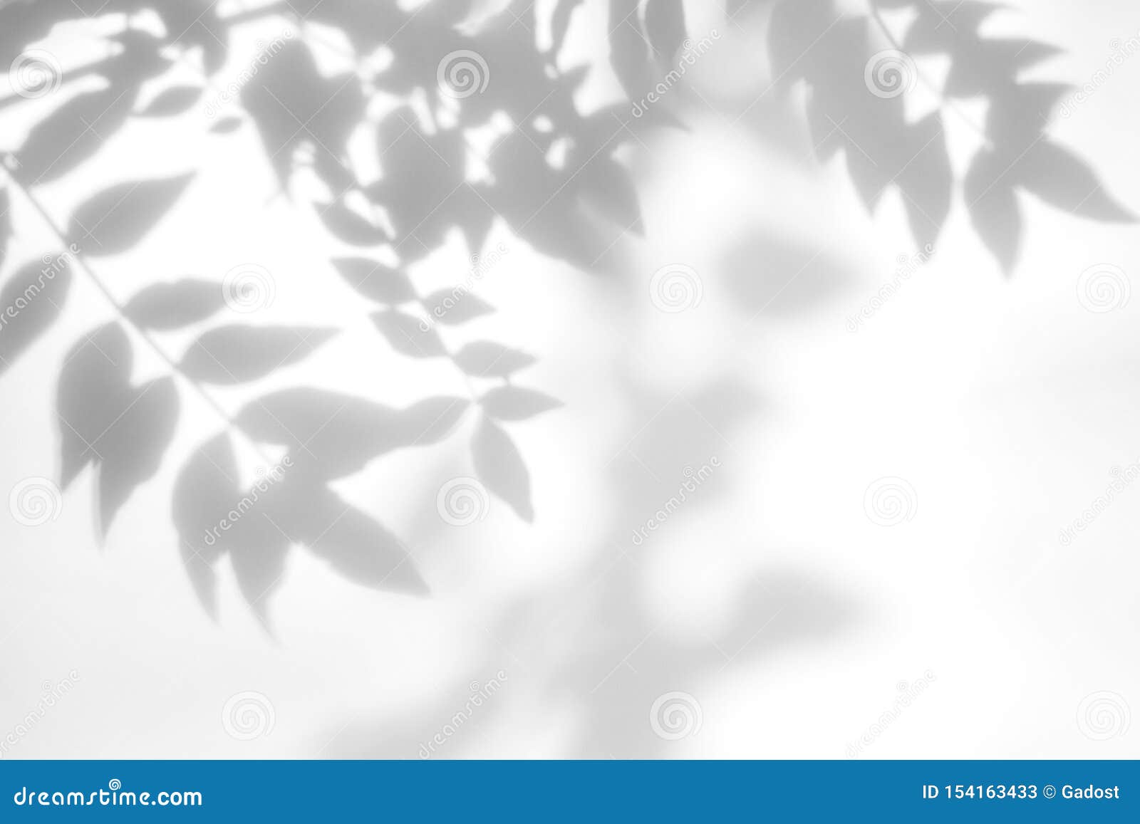 Gray Shadow of the Leaves on a White Wall Stock Image - Image of ...
