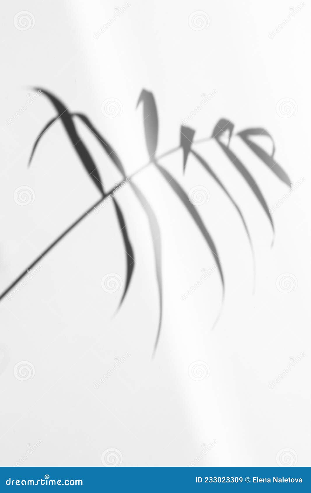 Gray Shadows from the Leaves on the White Wall. Diffused Light, Overlay ...