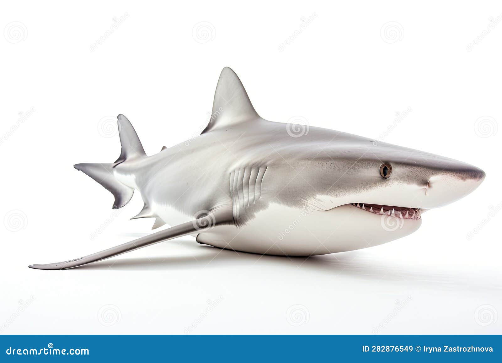 Gray Shark on a White Background, Close-up Stock Illustration ...