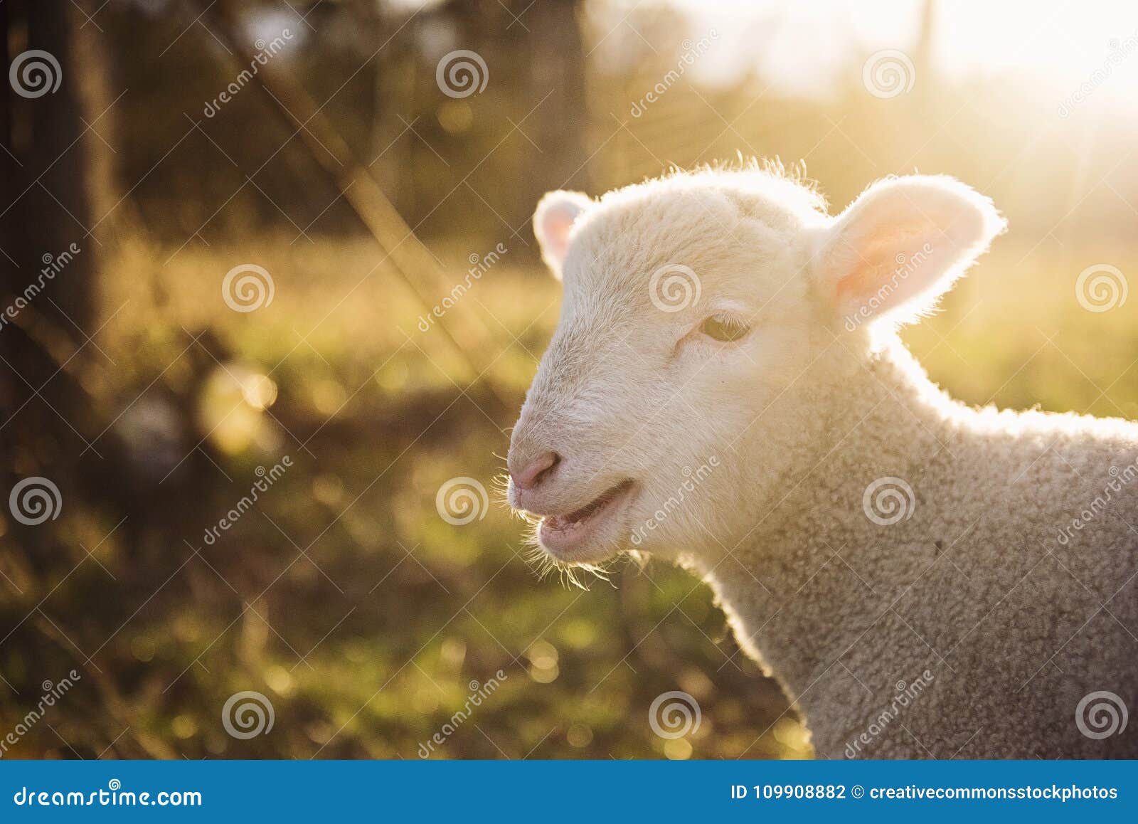 Gray Sheep Picture. Image: 109908882