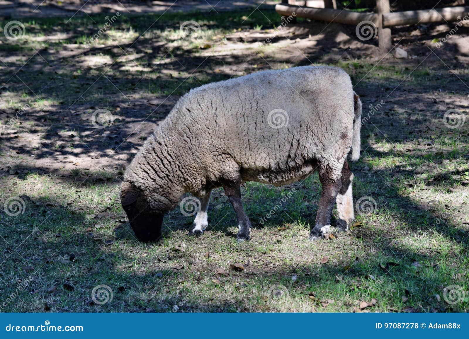 Gray sheep on the grass stock photo. Image of fear, lamb - 97087278