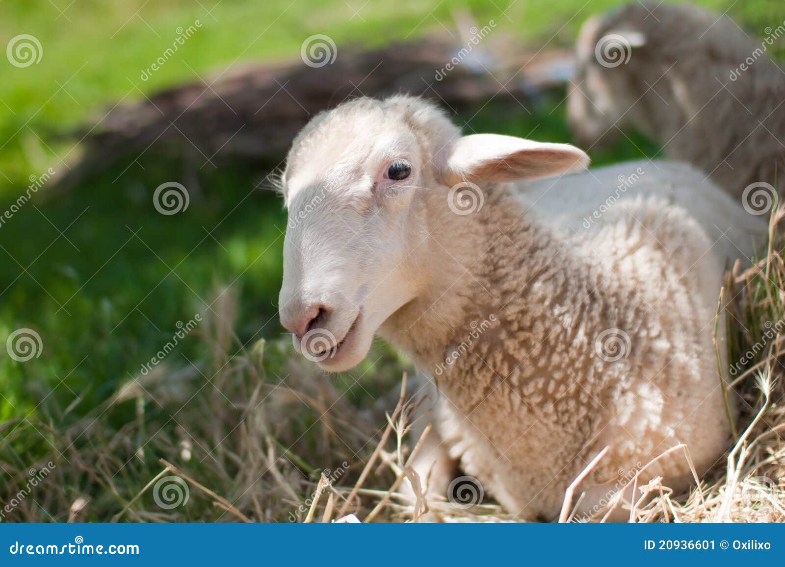 Gray Sheep In Pasture Shade Stock Image - Image of pasture, sunny: 20936601
