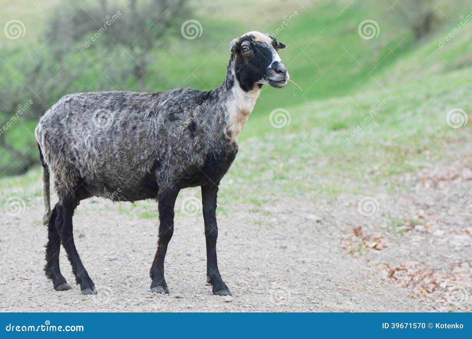 Gray sheep stock photo. Image of sheep, alone, head, nature - 39671570