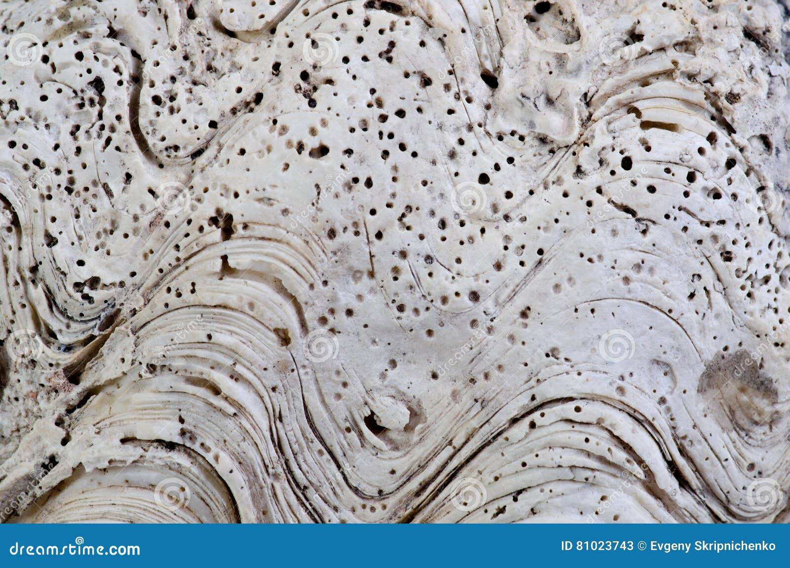 Gray shell macro stock image. Image of macro, ammonite - 81023743