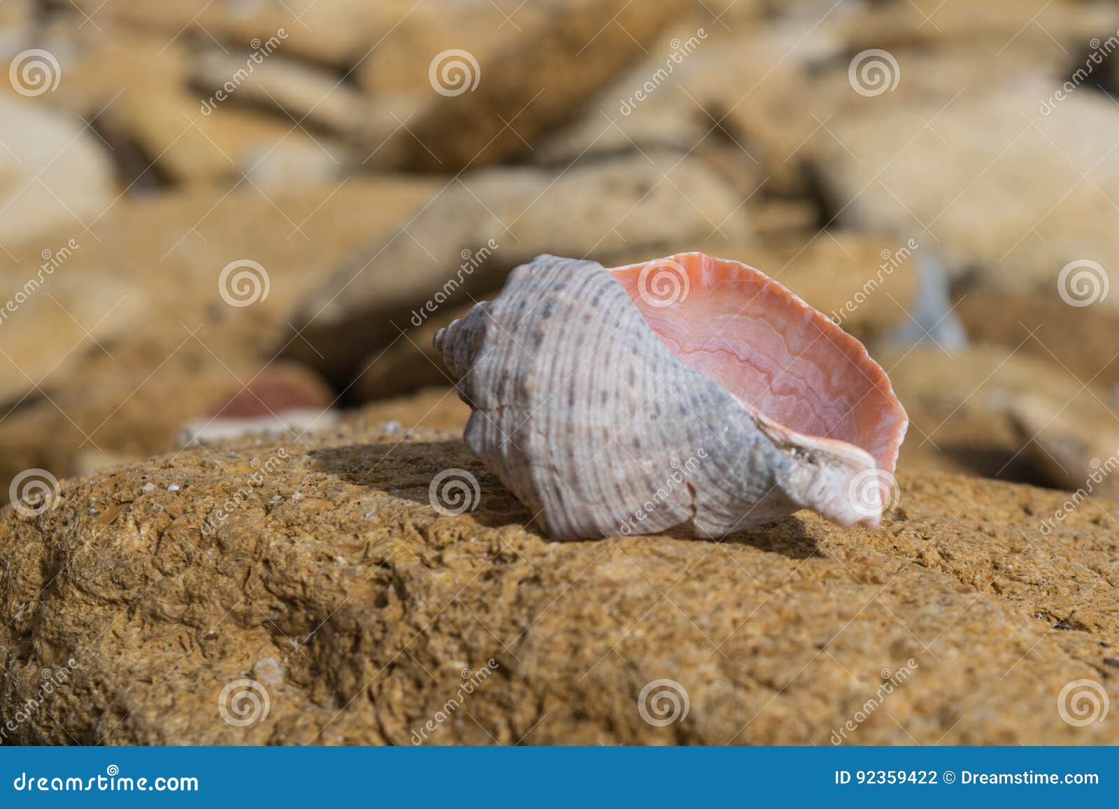 Gray Shell on Stones on a Sunny Day Stock Photo - Image of beauty ...