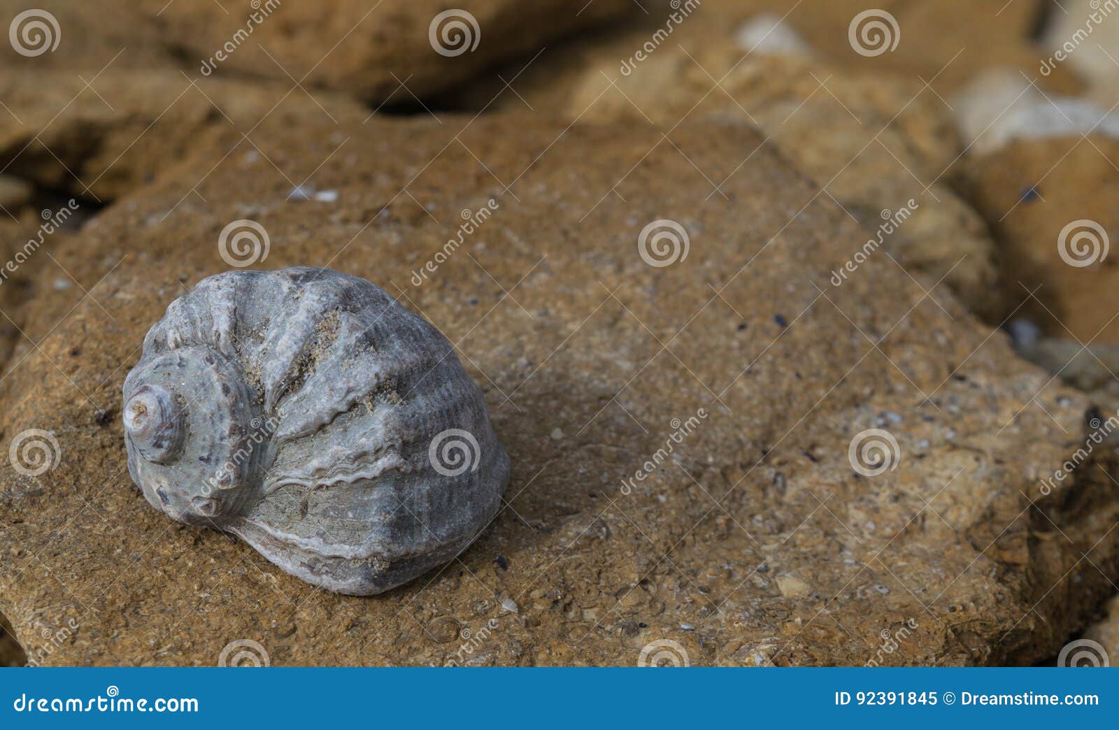 Gray Shell on Stones on a Sunny Day Stock Image - Image of seashell ...