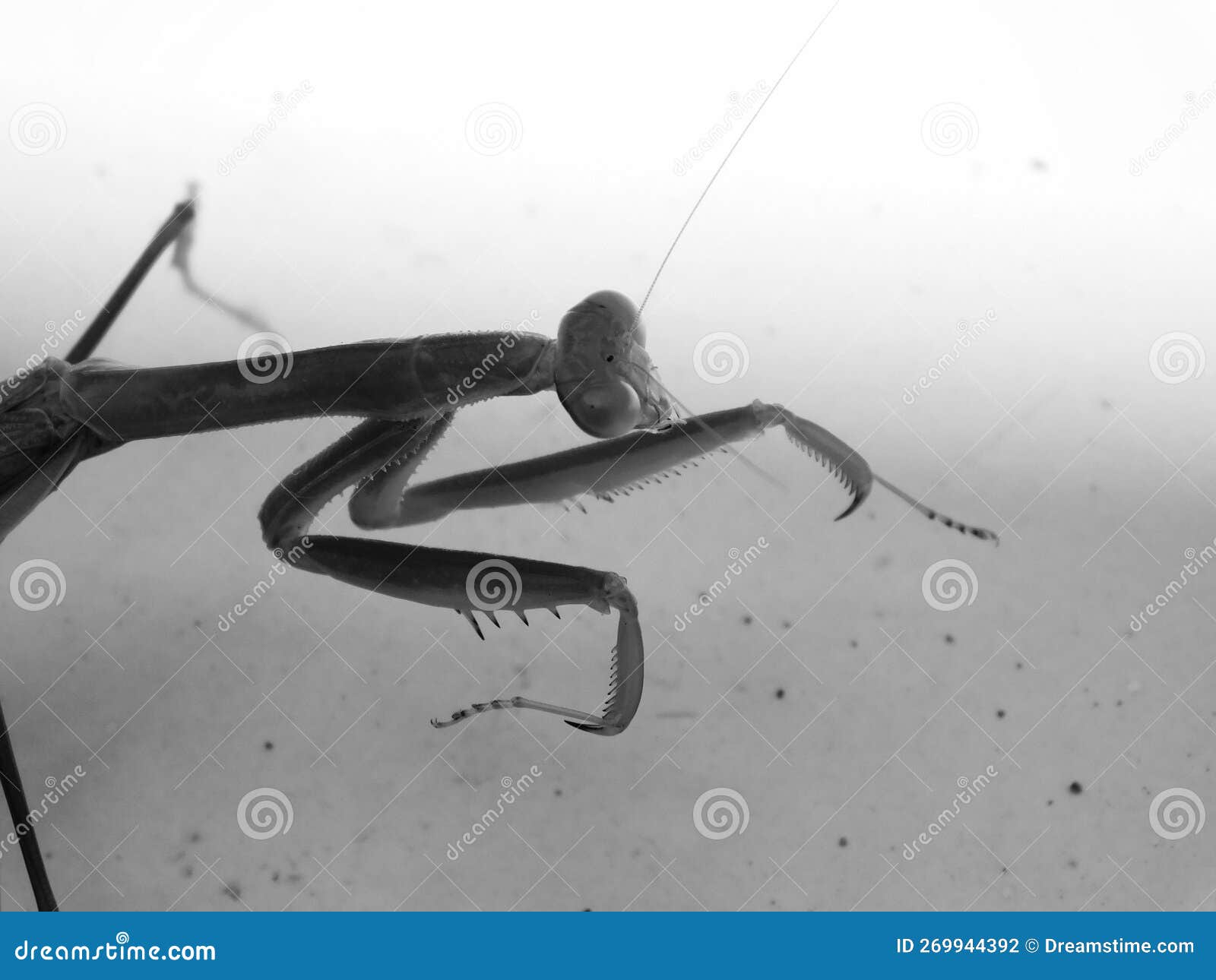 Silhouette Mantis Rail On Pipe Royalty-Free Stock Photo | CartoonDealer ...