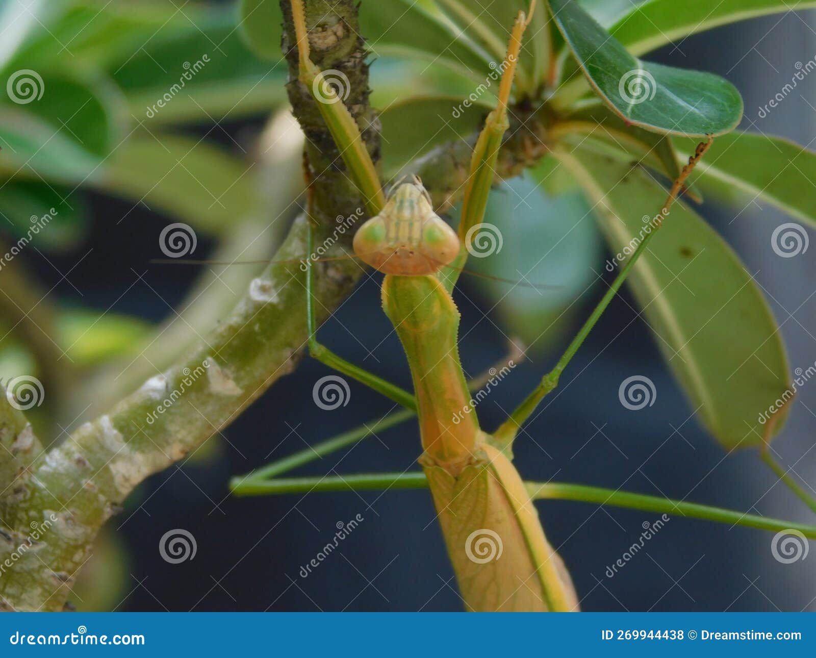 Praying Mantis in Reverse Position Stock Photo - Image of animal ...