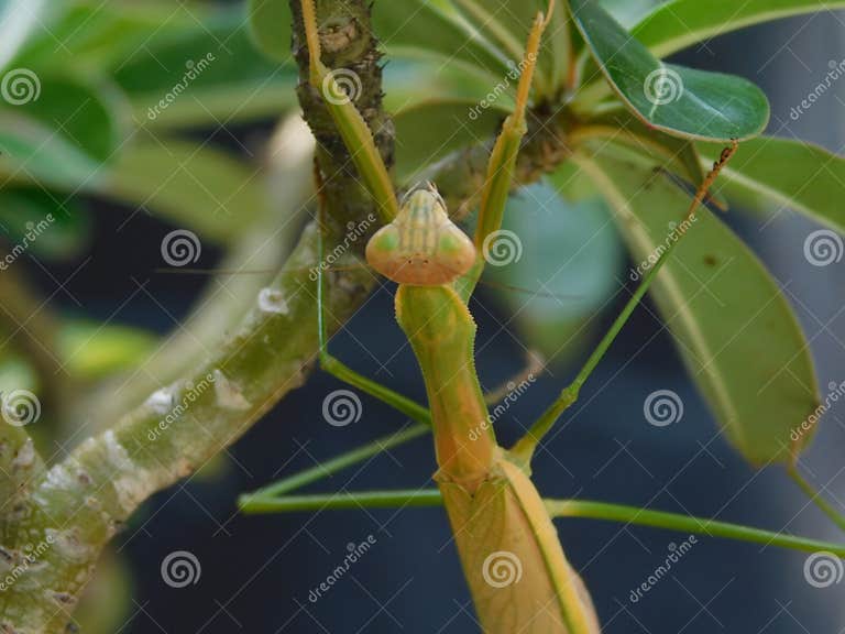 Praying Mantis in Reverse Position Stock Photo - Image of animal ...