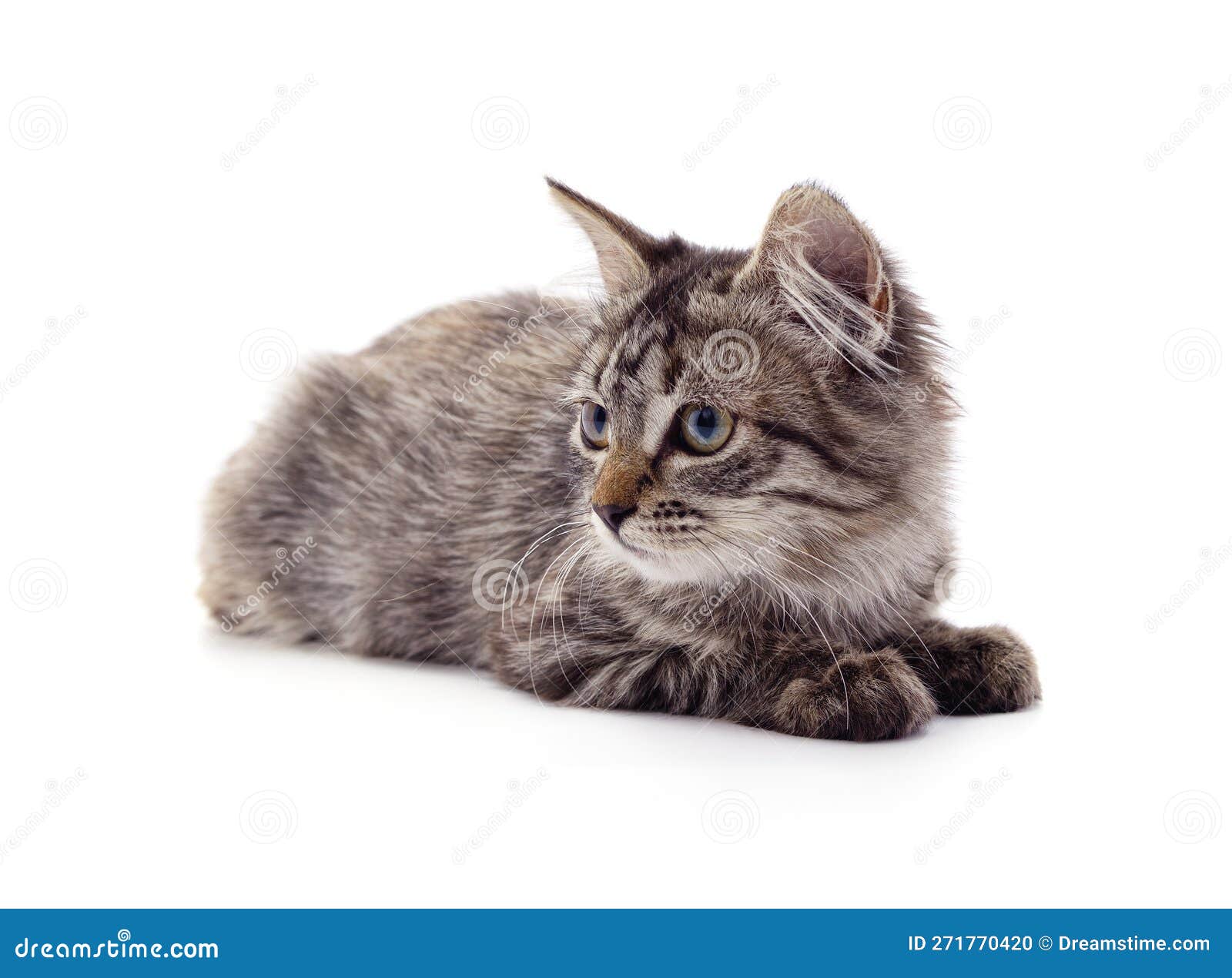 Gray sitting kitty stock photo. Image of pedigree, kitty - 271770420