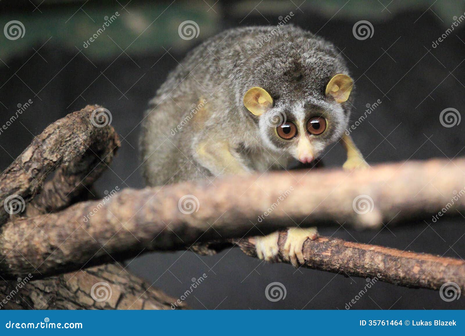 Grey Slender Loris