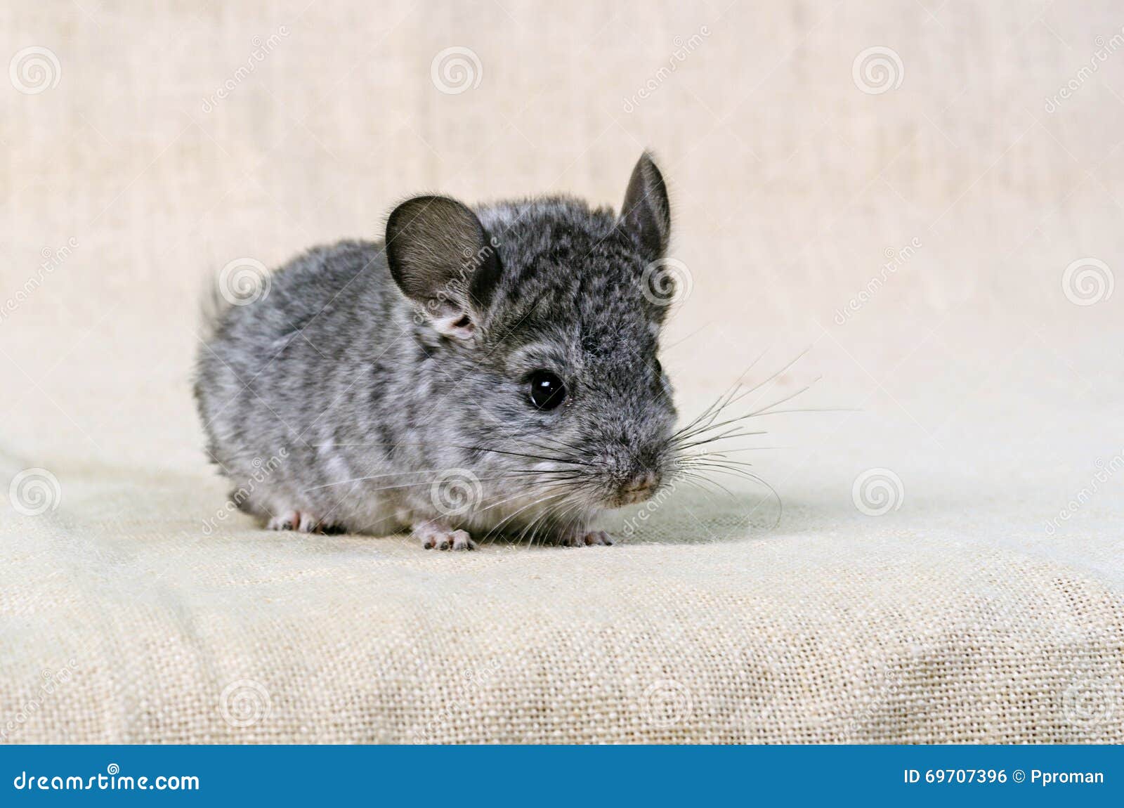Gray small chinchilla stock photo. Image of fluffy, mouse - 69707396