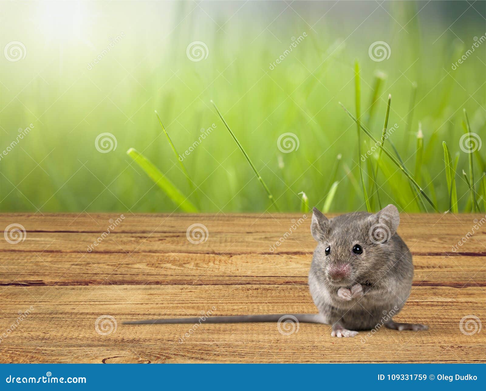 Gray Small Cute Mouse on Wooden Background Stock Image - Image of ...