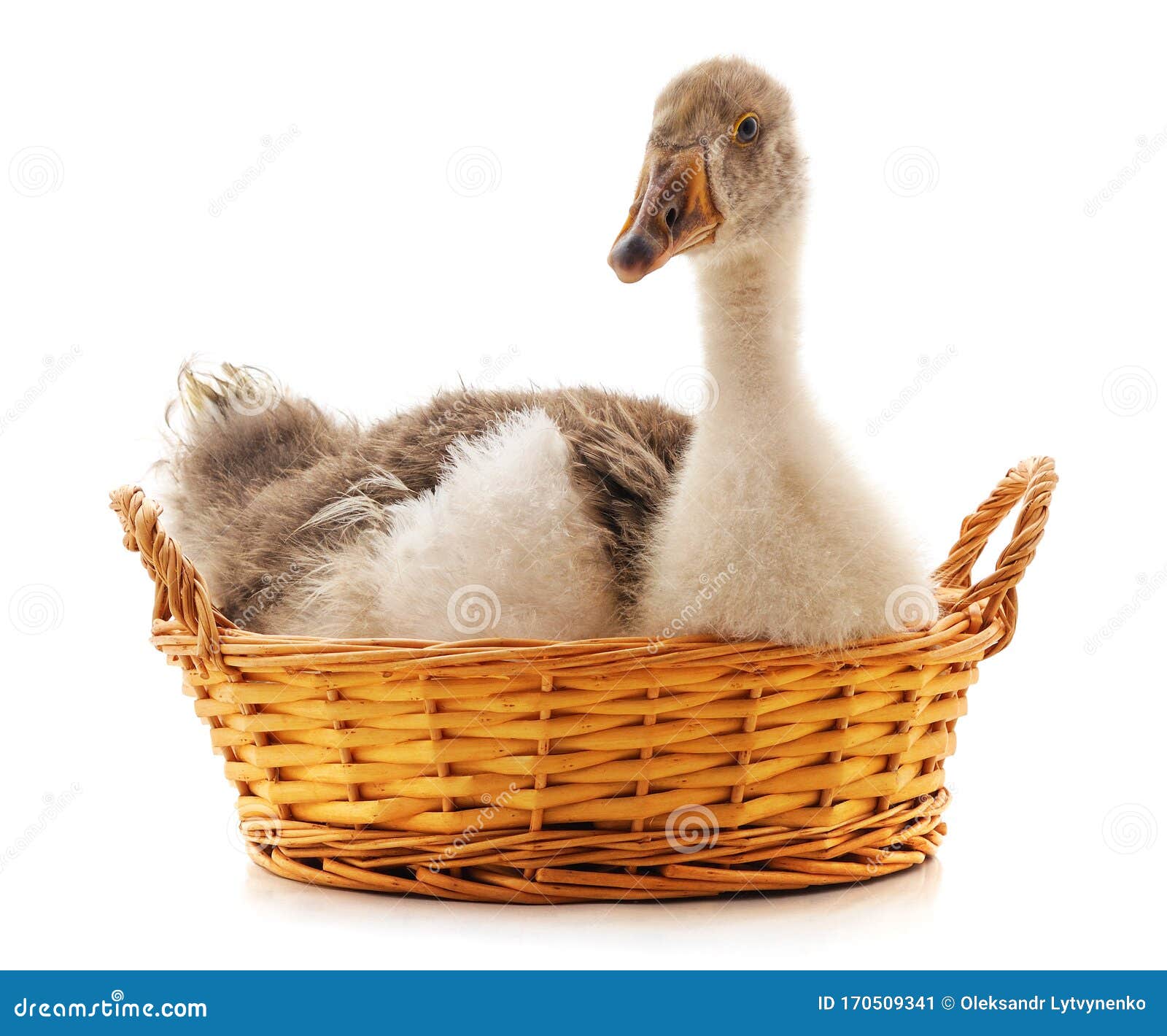 Gray small goose stock image. Image of adult, meat, animal - 170509341