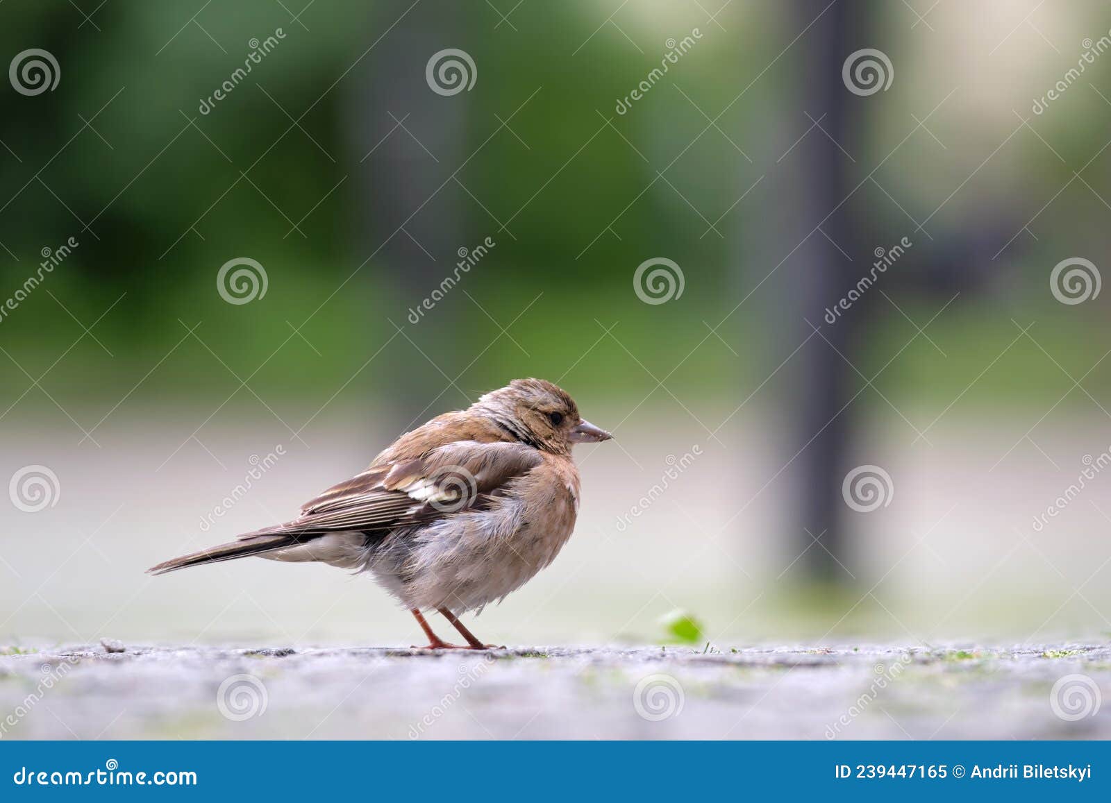 Gray Small Sparrow Bird Perching on Ground Stock Image - Image of ...