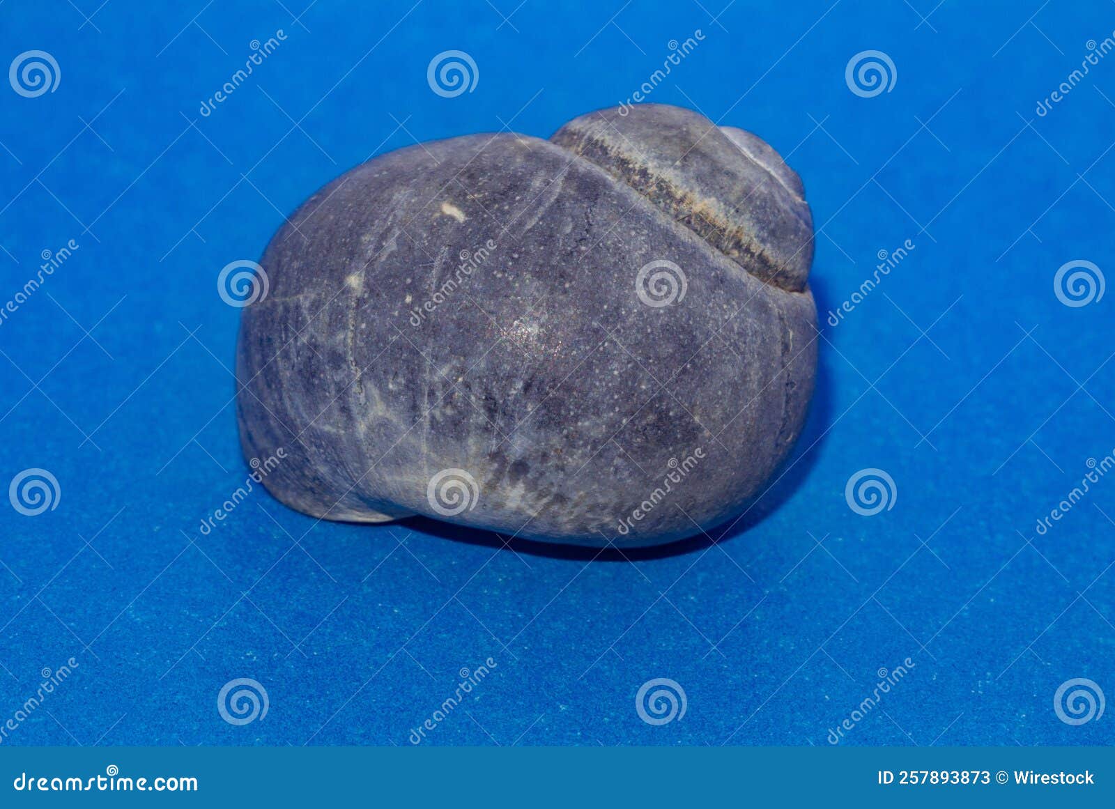 Snail Shell on a Blue Background Stock Image - Image of background ...