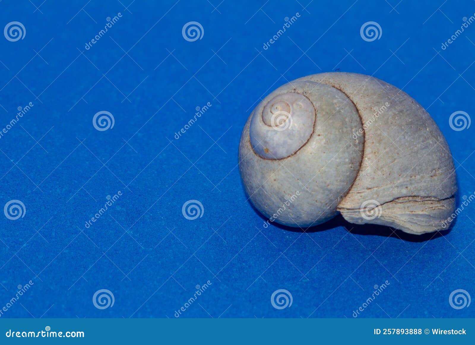 Snail Shell on a Blue Background Stock Photo - Image of grey, river ...
