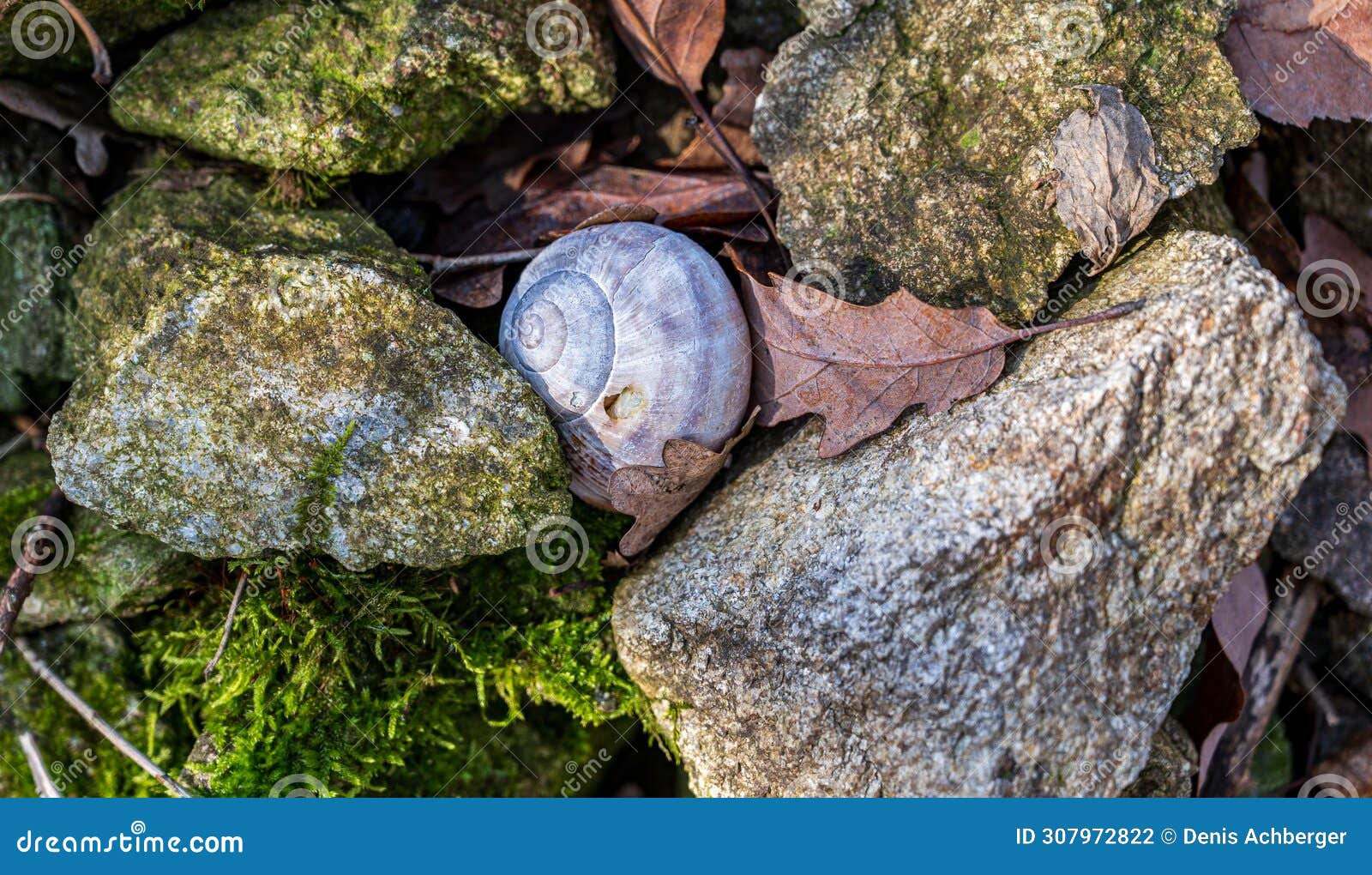 Gray Snail Shell with Leaves among the Rocks Stock Photo - Image of ...