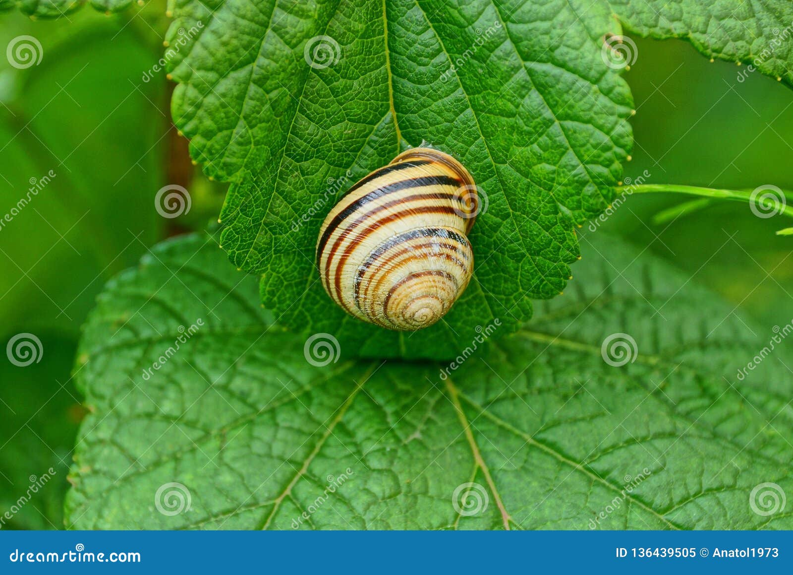 Gray Snail Sits on a Green Leaf of a Plant Stock Image - Image of bush ...