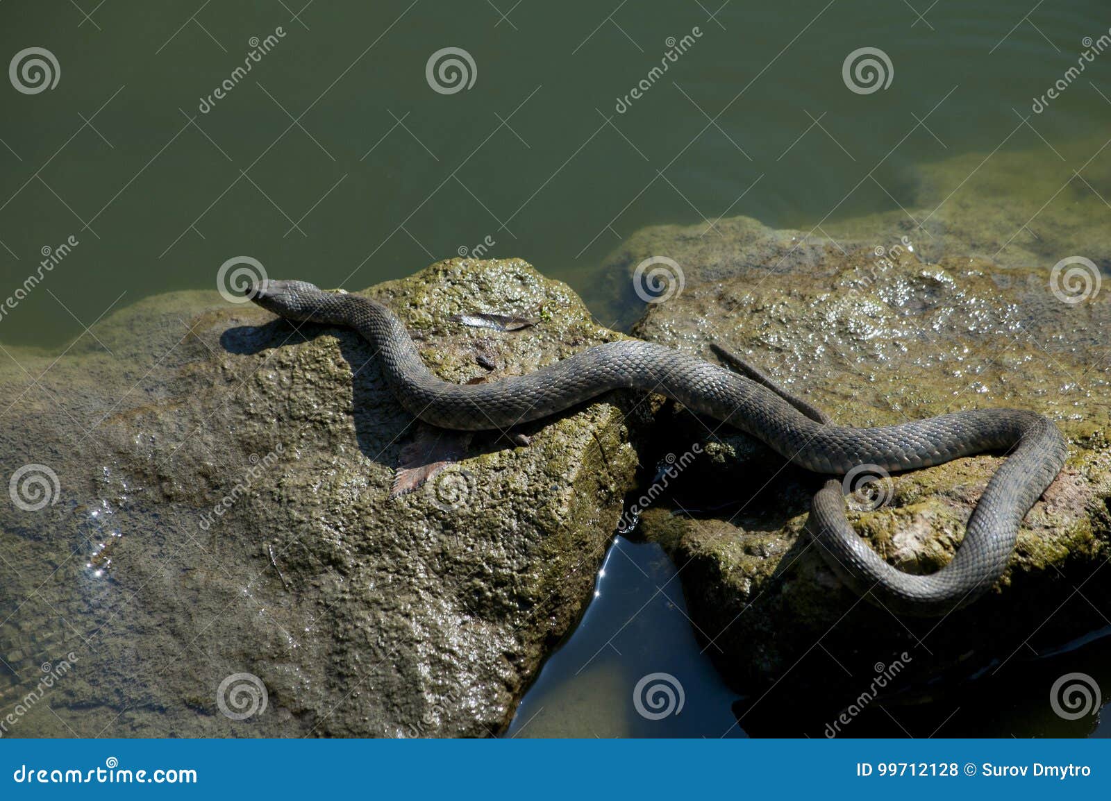 The Gray Cat Snake (Boiga Siamensis), Also Known As Eyed Cat Snake Or ...