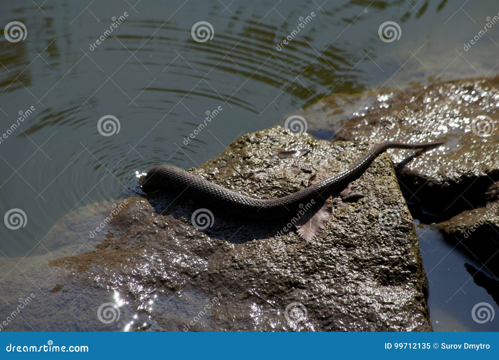 Snake Stone Stock Images - Download 5,059 Royalty Free Photos