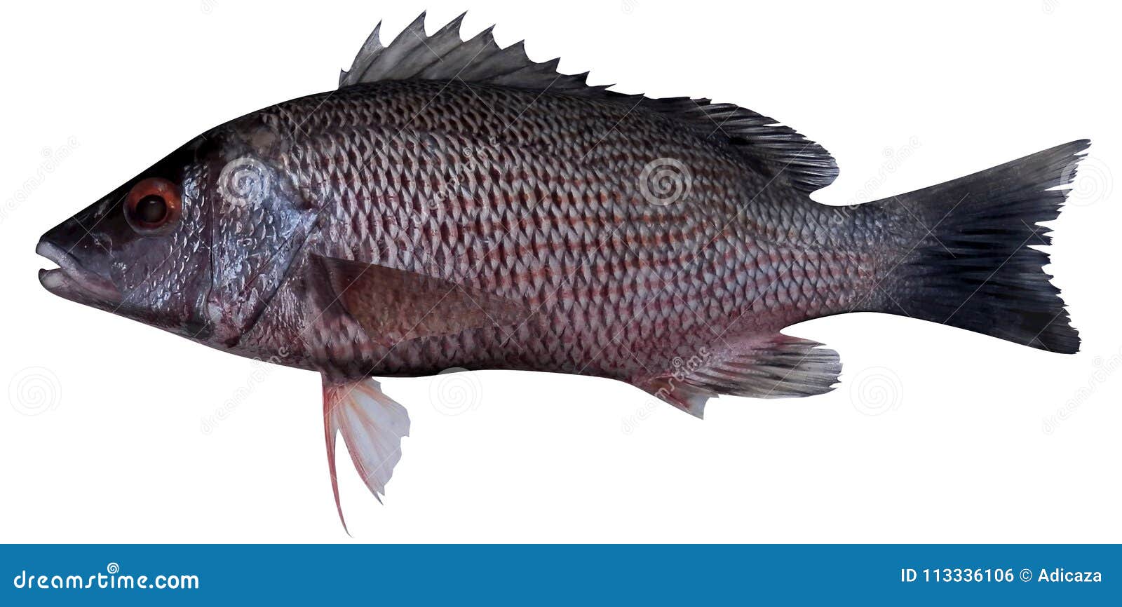 Snapper Stock Illustrations, Vecteurs, & Clipart – (540 Stock ...