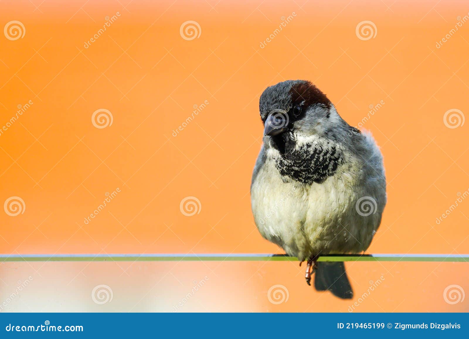 Gray Sparrow with a Black Head on an Orange Background Stock Image ...