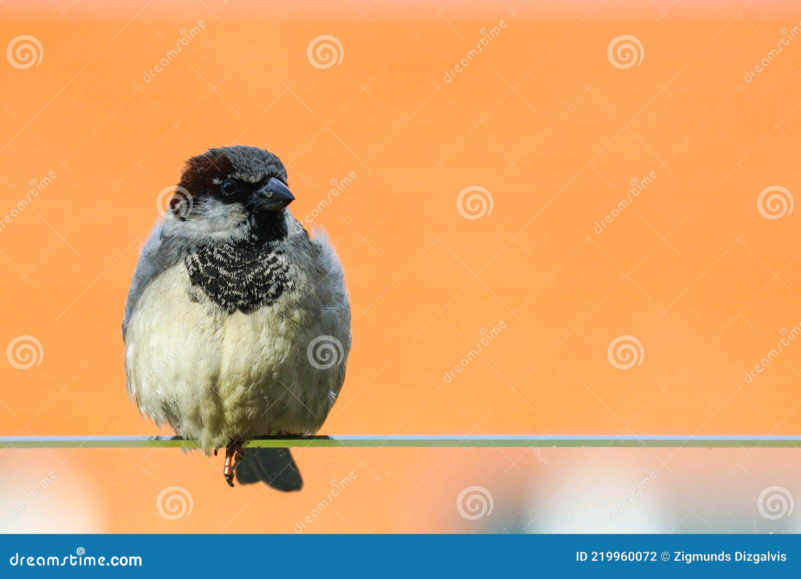 Gray Sparrow with a Black Head on an Orange Background Stock Photo ...