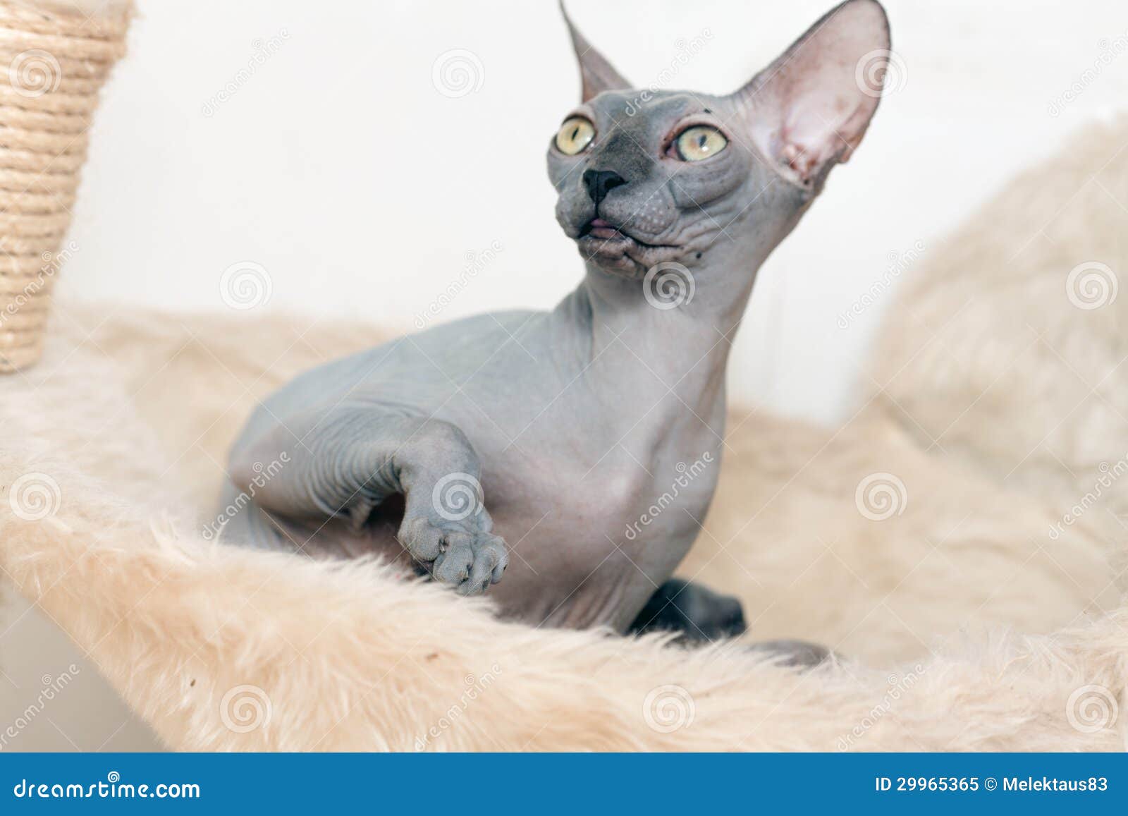 Sphynx cat stock image. Image of waiting, lying, hairless - 29965365