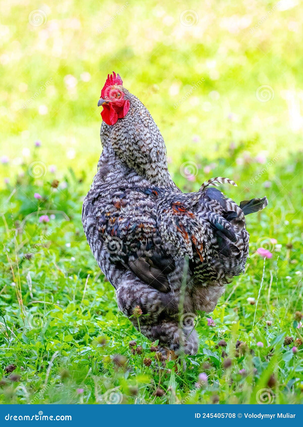 Gray Spotted Rooster in the Garden on the Green Grass Stock Photo ...