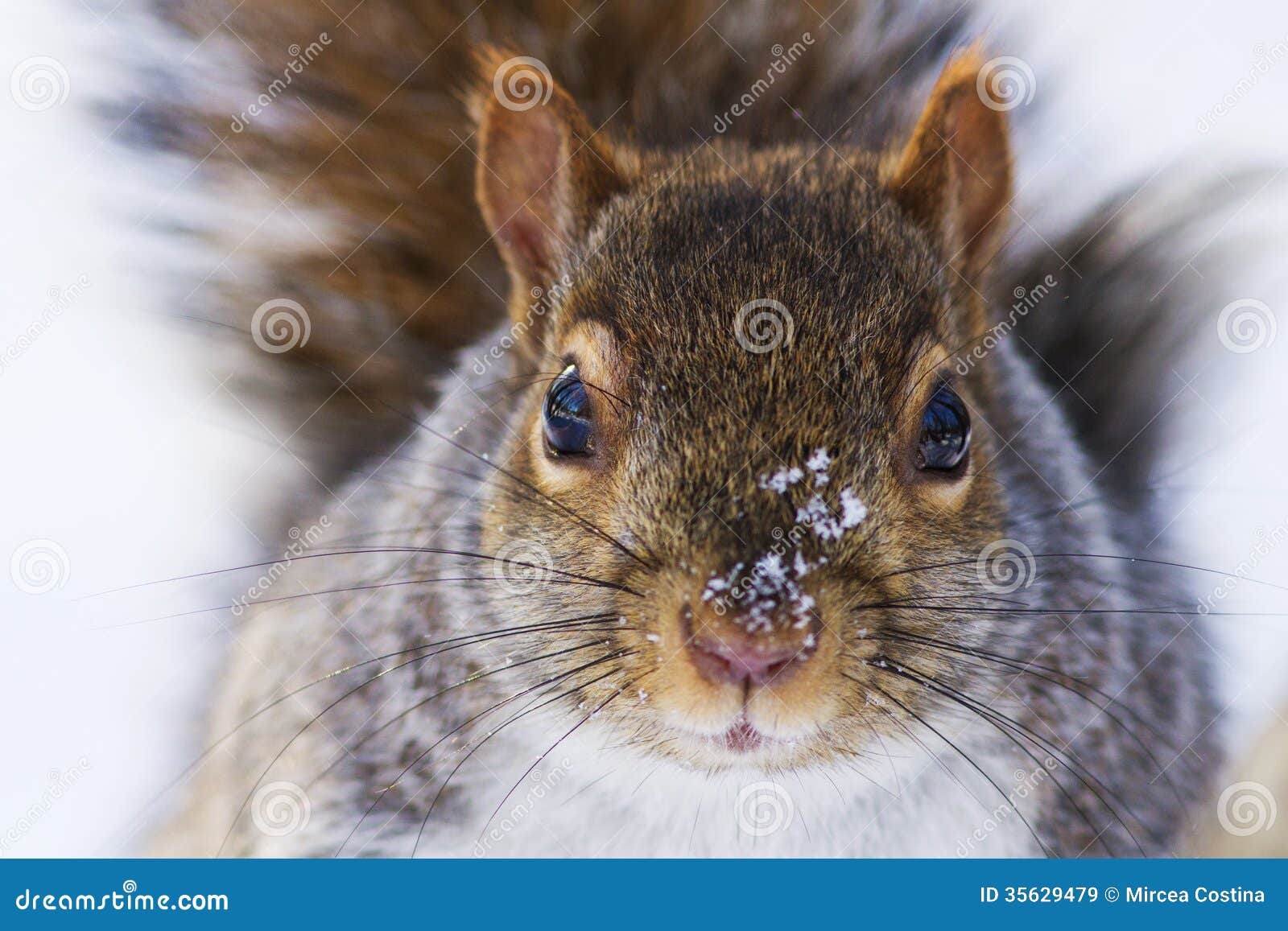 Gray squirrel close up stock image. Image of portrait - 35629479