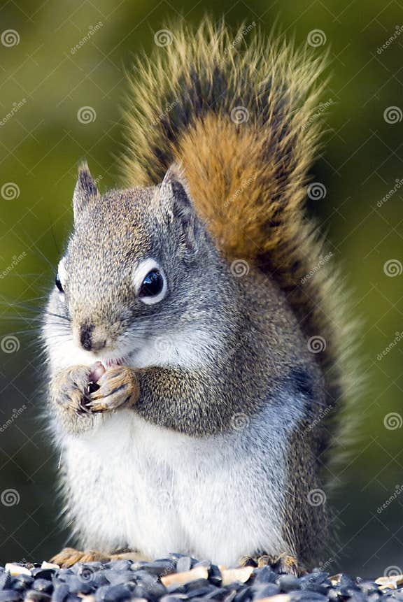 Gray squirrel stock photo. Image of tail, mammal, animal - 12420484