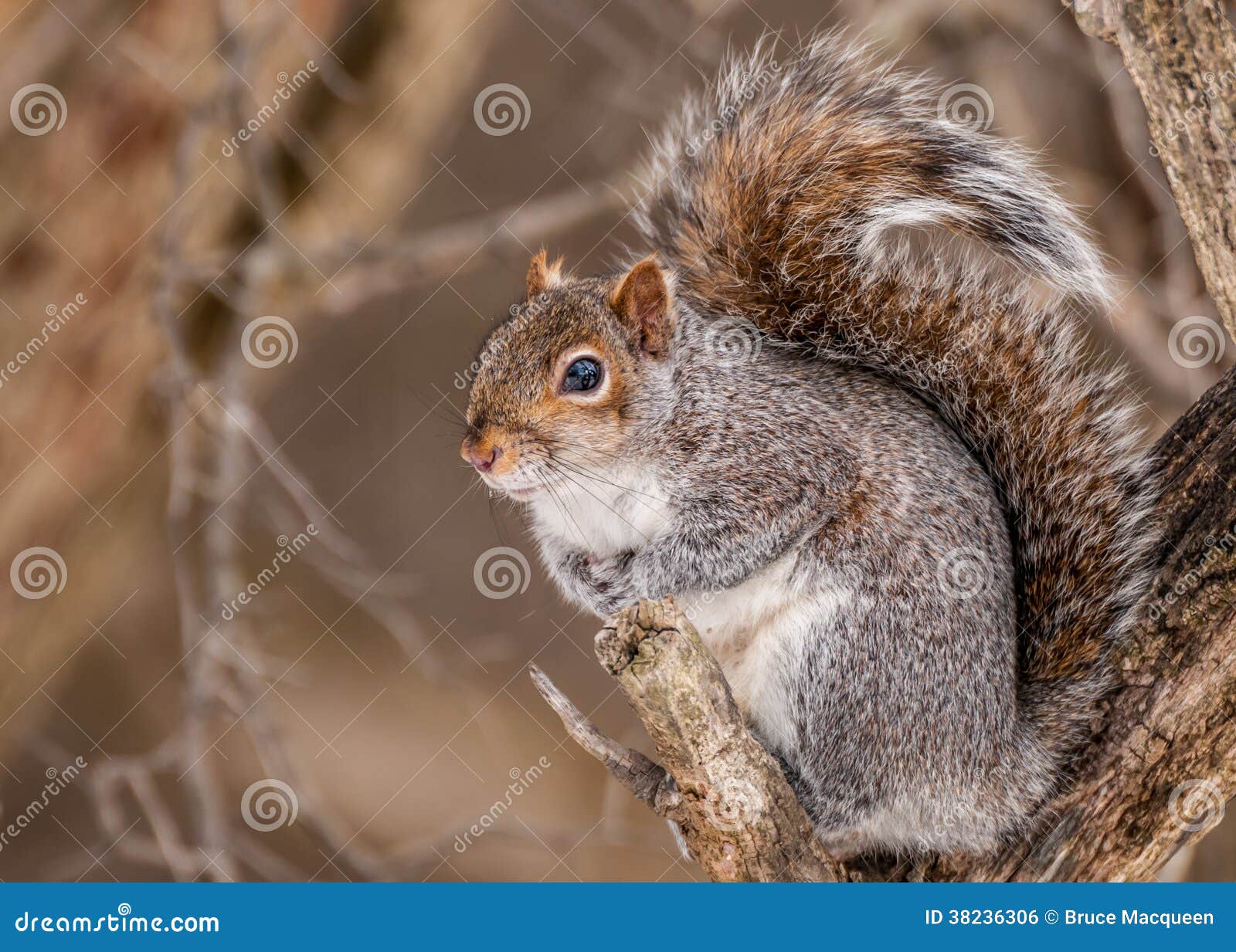 Gray Squirrel stock photo. Image of fluffy, nature, rodent - 38236306