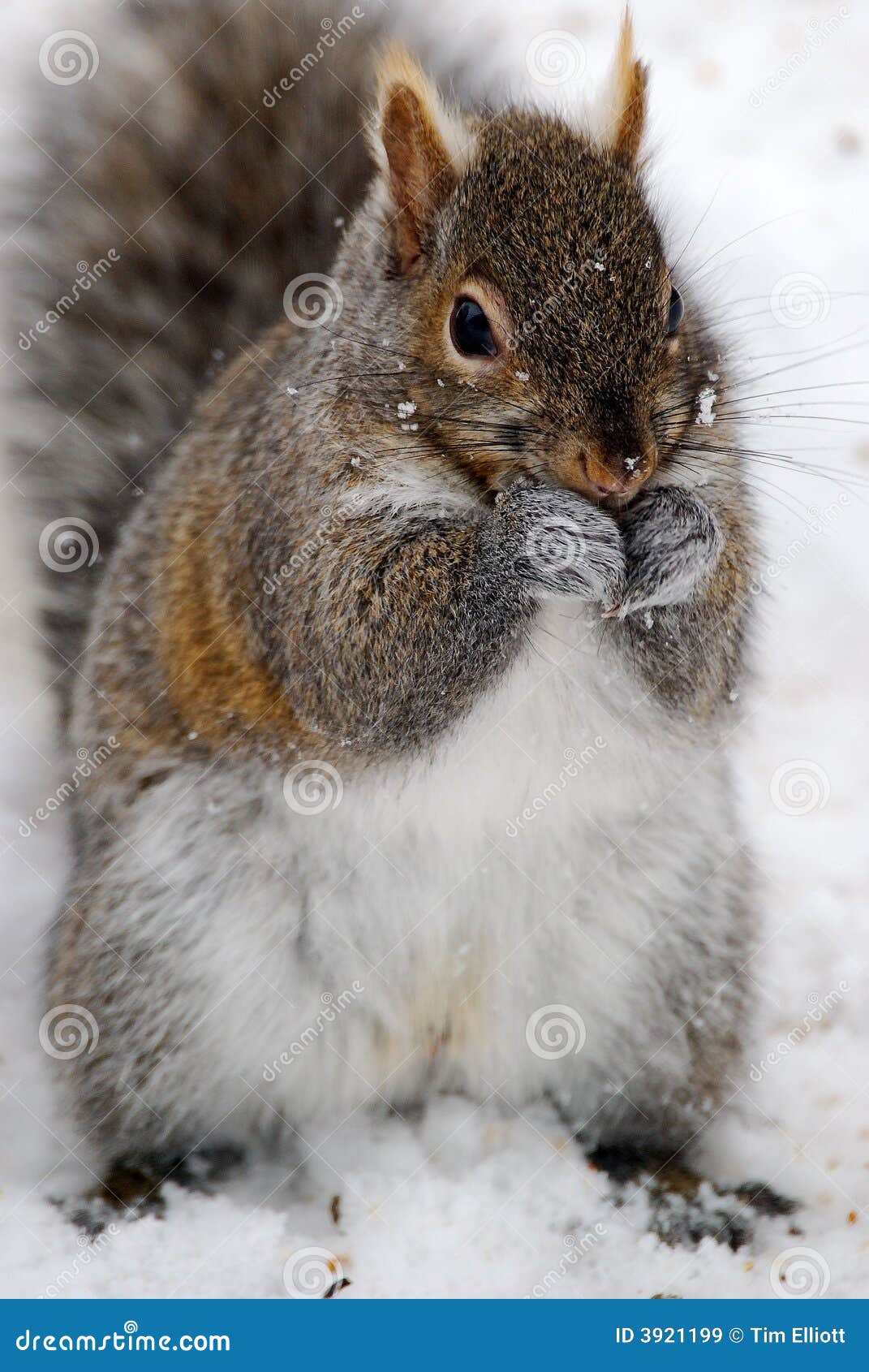 The Gray Squirrel Stuffing Its Face Stock Photo | CartoonDealer.com ...